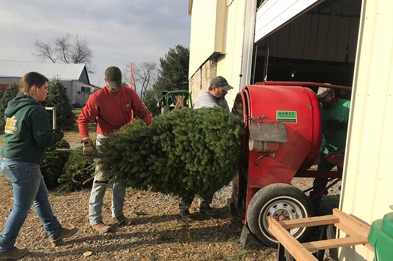 Home - Quality Tree Farm
